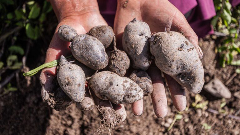 Importancia del uso de semilla certificada de variedades de papa nativa ...